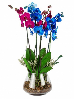 Turkey Flowers, Turkey Florist, İnterflora Turkey
