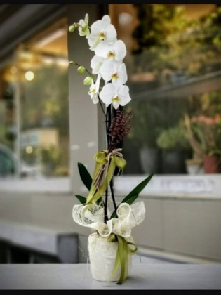 Turkey Flowers, Turkey Florist, İnterflora Turkey